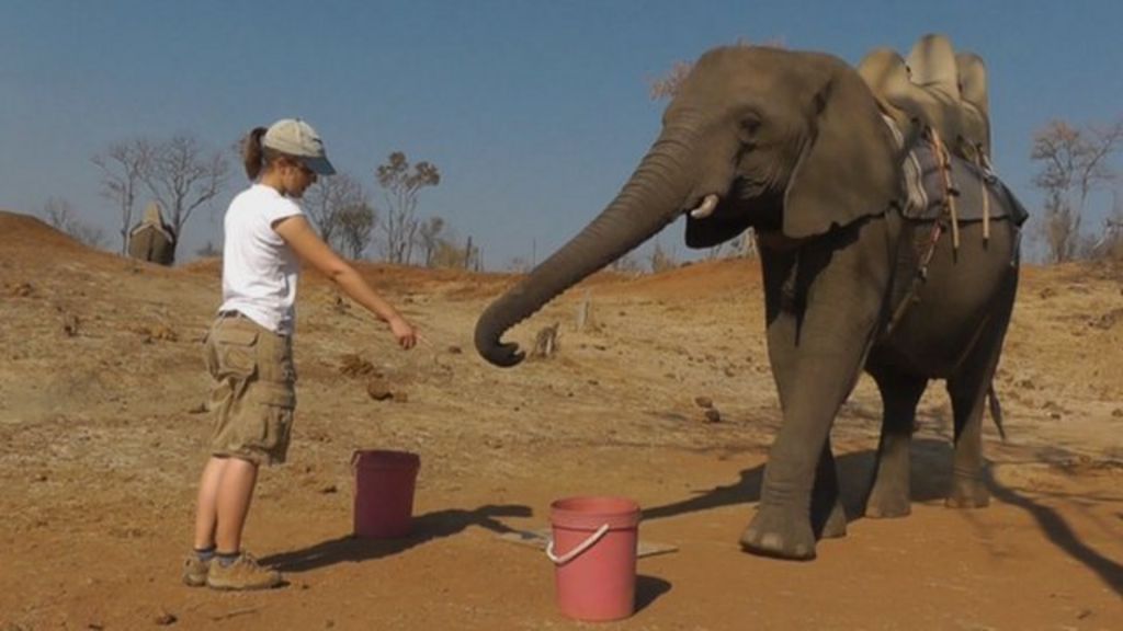 Elephants 'understand human pointing' - BBC News