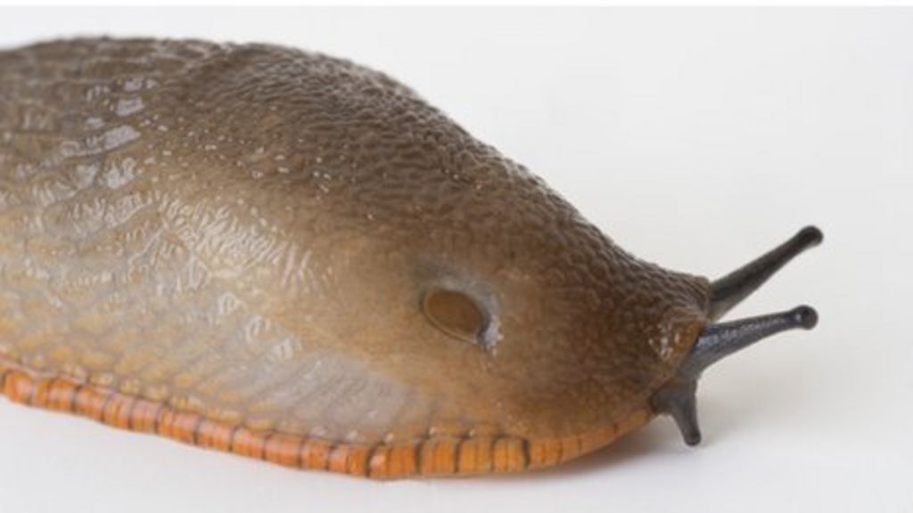 Spanish slug invasion: Scientists seek public's help - BBC News