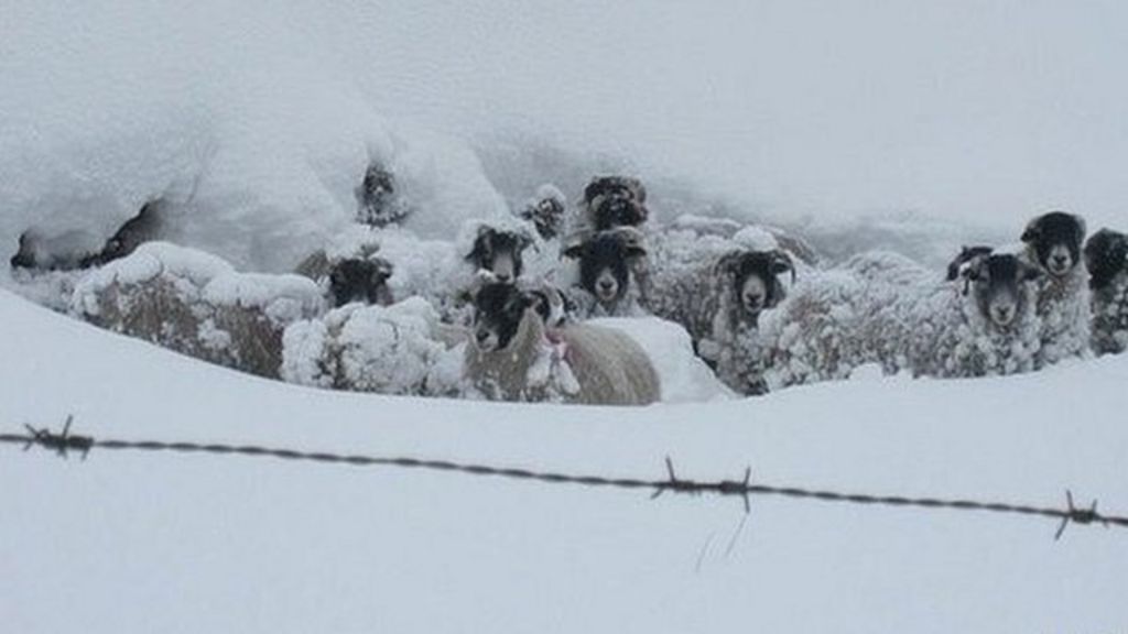 Manx farmers could spend 'years' recovering from snow - BBC News