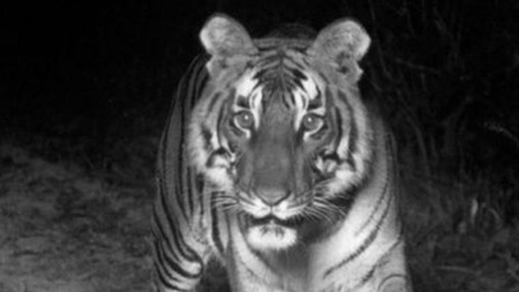 In pictures: Tiger, Tiger, the work of FW Champion - BBC News