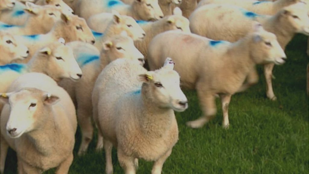 Devon sheep farmer 'lends' ewes to promote farming - BBC News