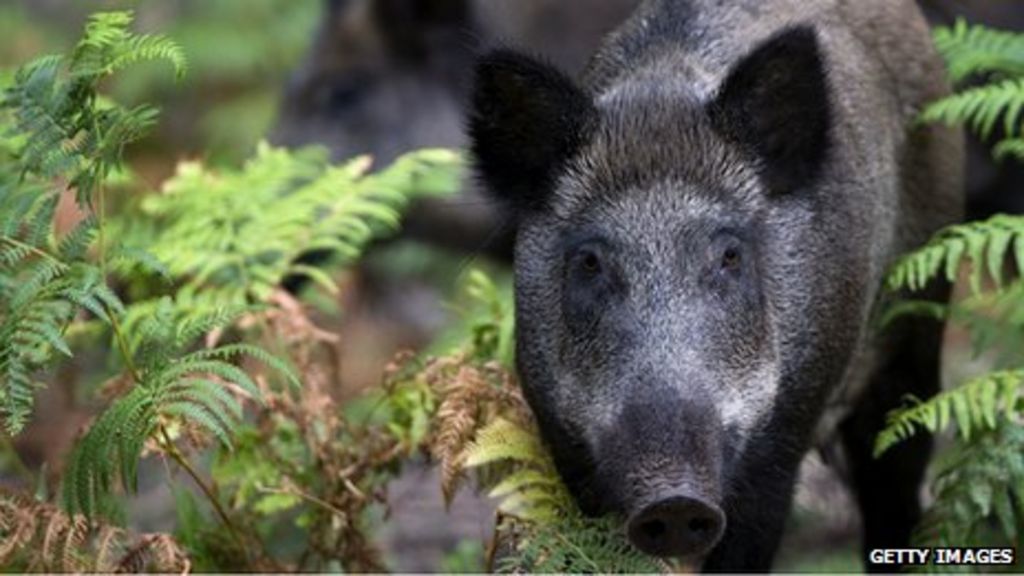Italy: Wild boar 'rampage through city' - BBC News
