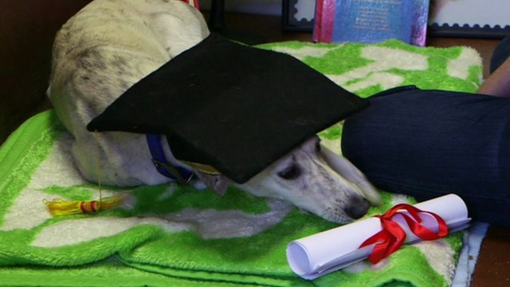 Buying a degree on the internet... for a dog - BBC News