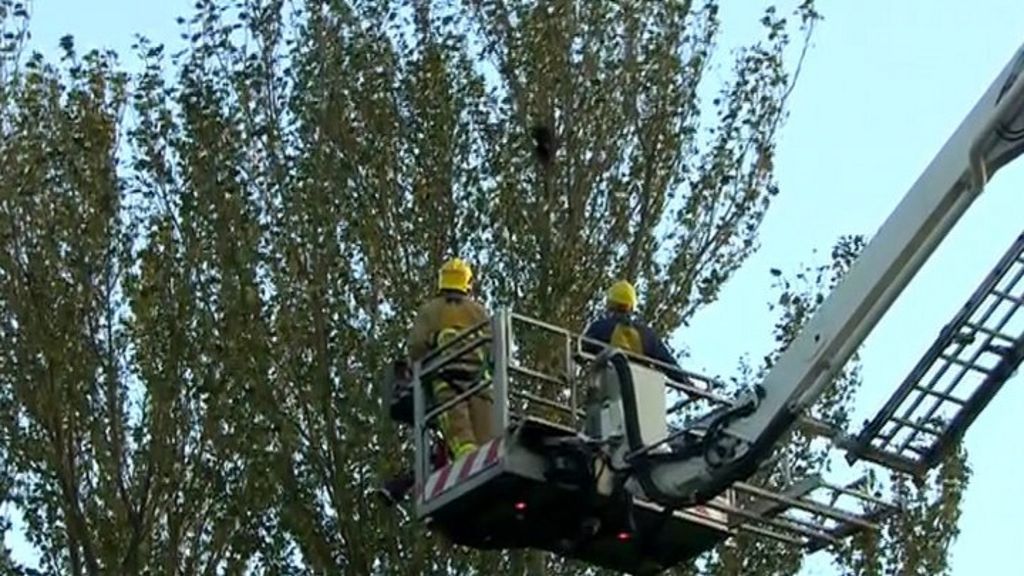 Escaped monkey shot with stun gun in Newtownabbey - BBC News