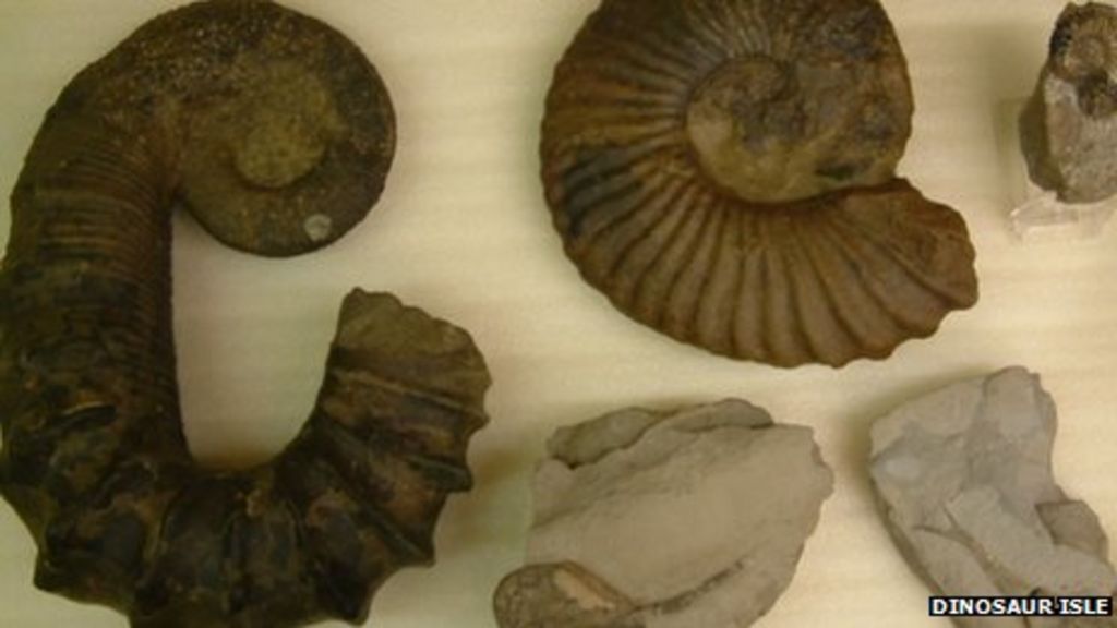 Ammonite collector fills Dinosaur Isle 'fossil gap' - BBC News
