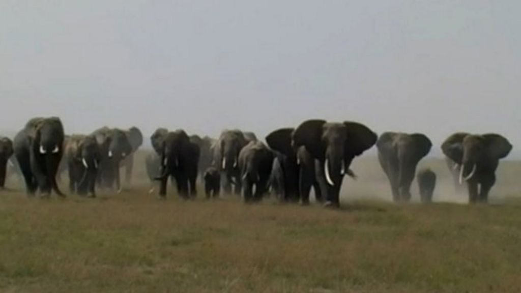 Elephant cull effects last decades - BBC News