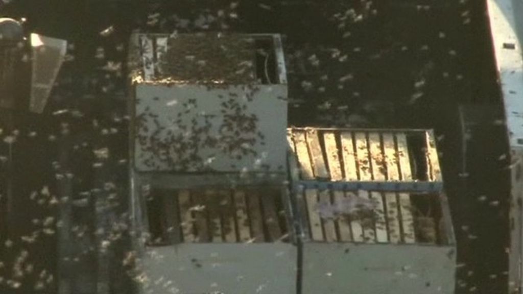 Georgia beehive truck crash: Hundreds of insects released - BBC News
