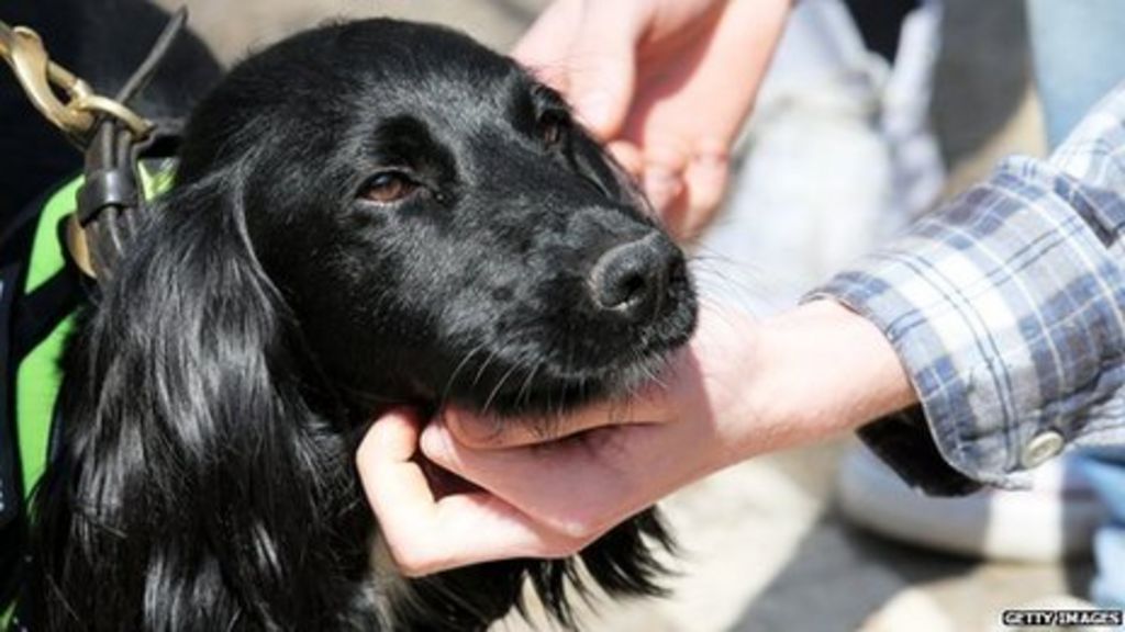 Nottinghamshire police dogs offered £1,500 'pensions' - BBC News