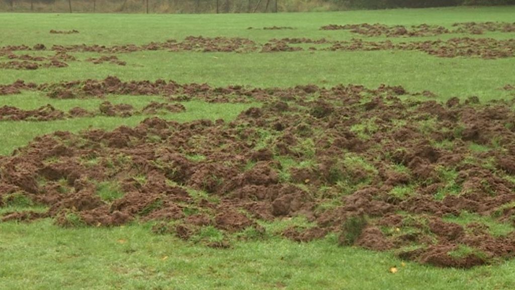 Wild boar tear up football pitch - BBC News