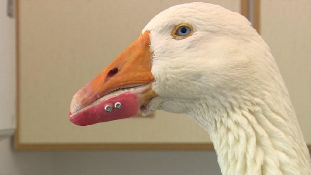 West Yorkshire goose fitted with an artificial beak - BBC News