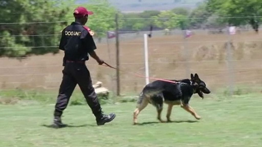Sniffer dogs learn to identify 'undetectable' explosives - BBC News
