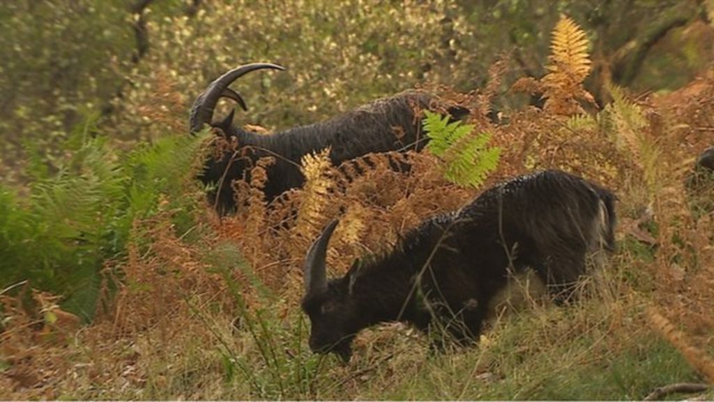 Concern as Inversnaid feral goat cull resumes - BBC News