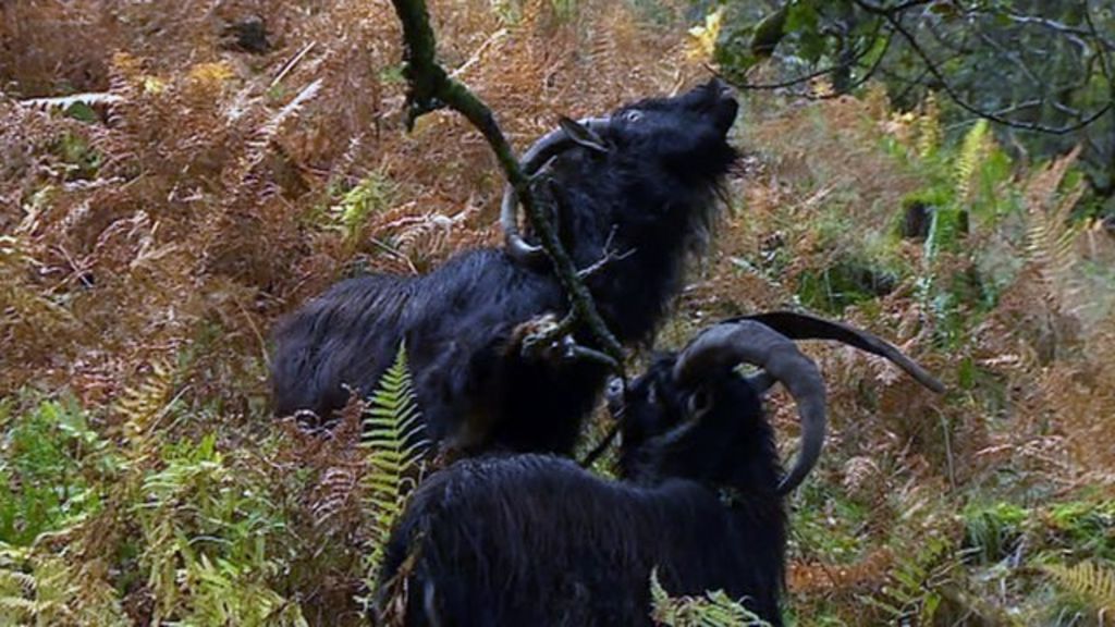 Controversial Loch Lomond goat cull resumes - BBC News