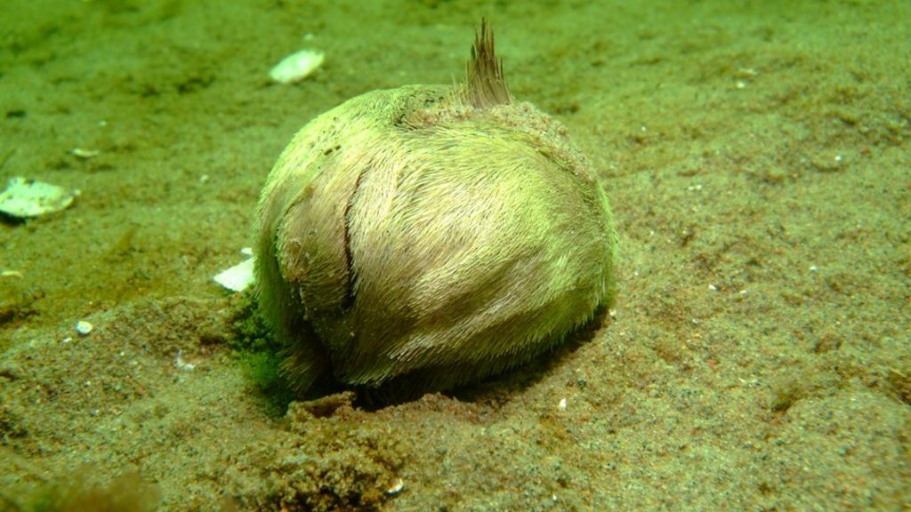 In pictures: Scotland's marine life - BBC News