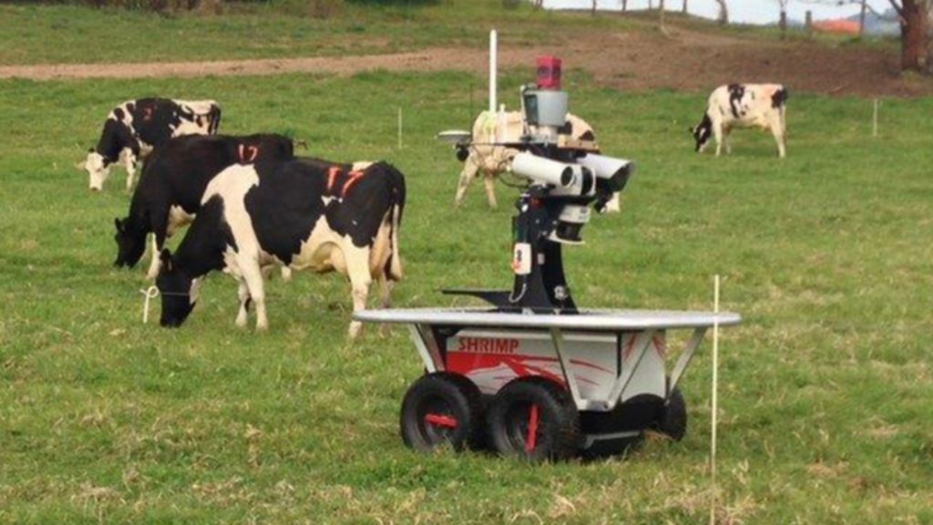 Robot used to round up cows is a hit with farmers - BBC News