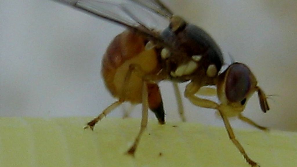 How to rear genetically modified flies - BBC News