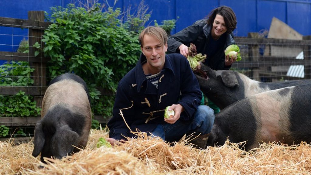 Let pigs eat swill, campaigners say - BBC News