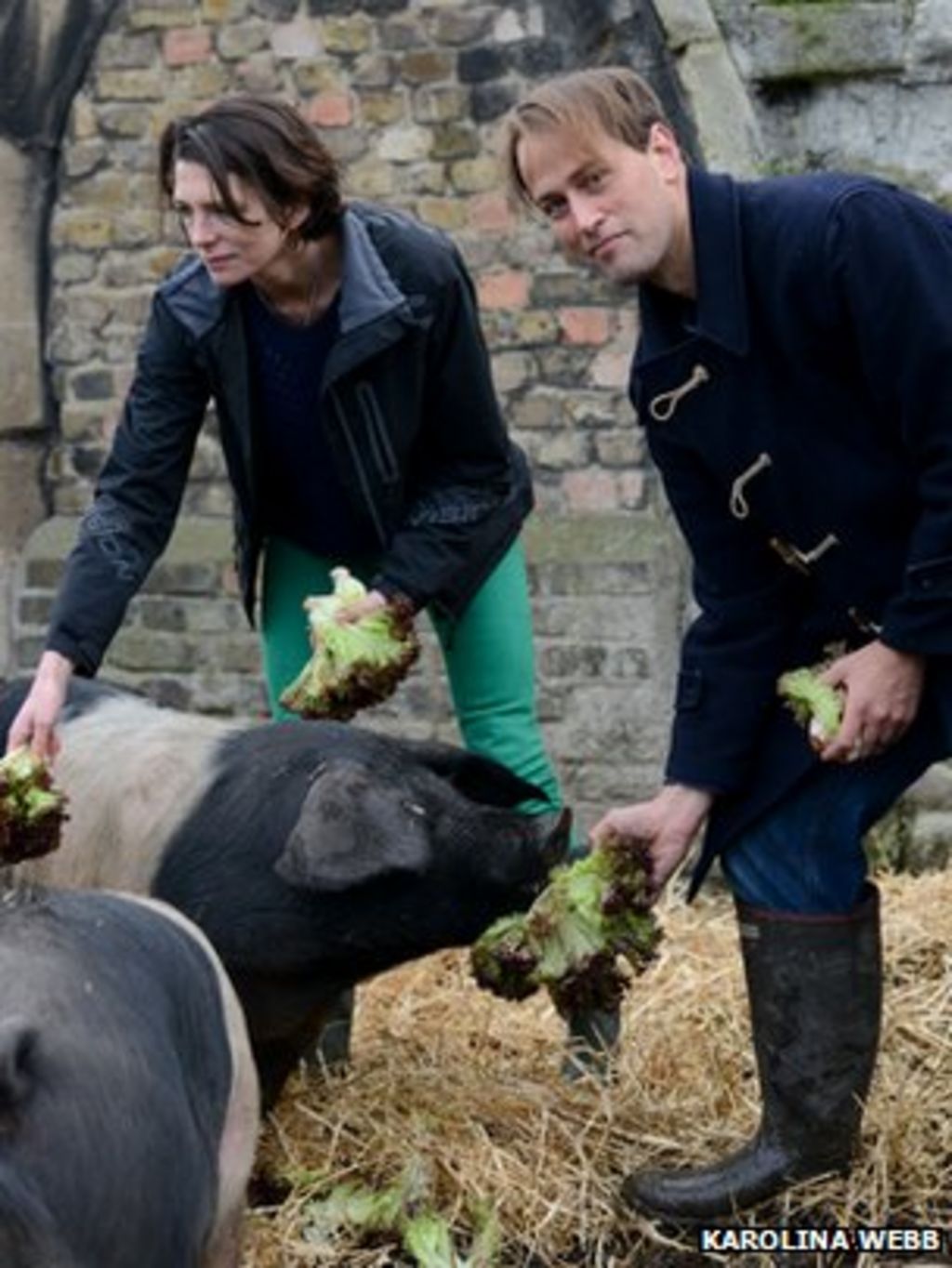 Let pigs eat swill, campaigners say - BBC News