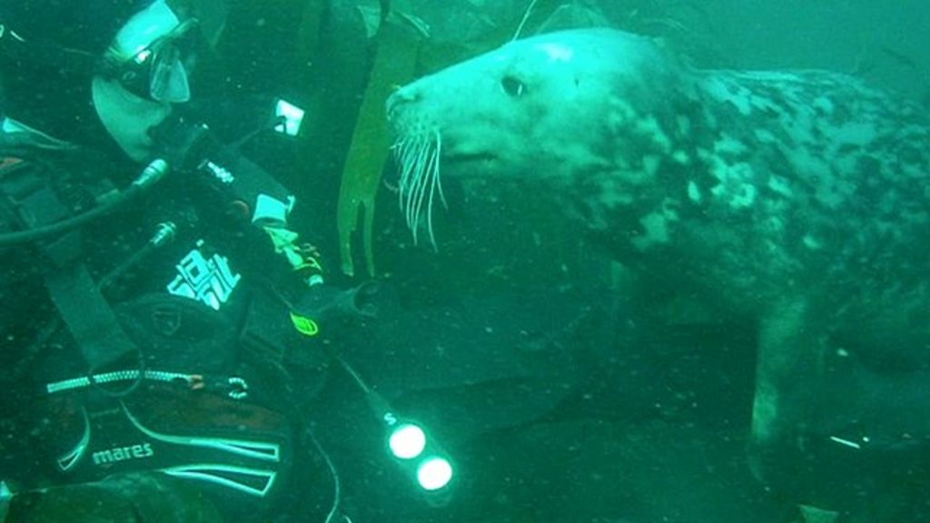 Seal swims and plays with scuba diver off Manx coast - BBC News