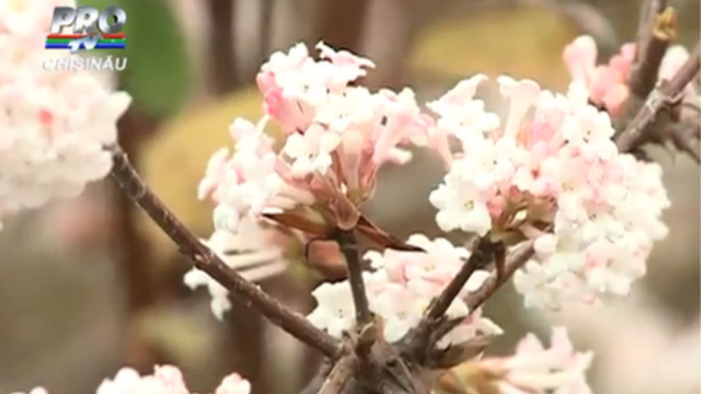 Moldova: Spring plants flower in November - BBC News