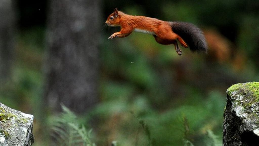 Red squirrels 'resisting deadly pox' - BBC Newsround