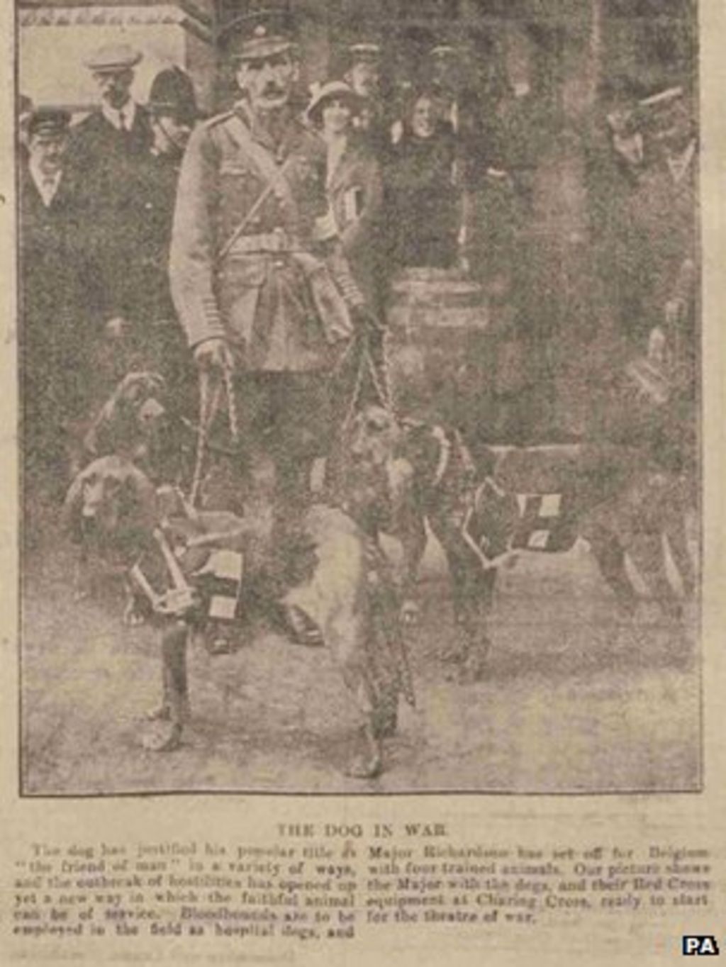 Dogs' WW1 jobs uncovered in records - BBC News