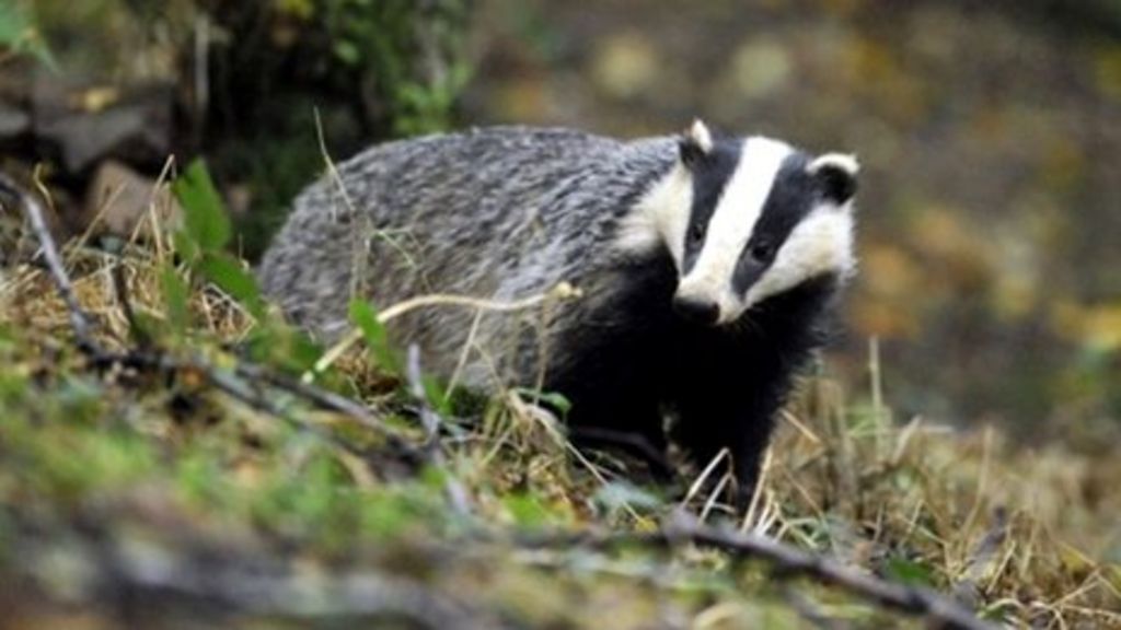 Men guilty of badger hunting with dogs in Staffordshire - BBC News