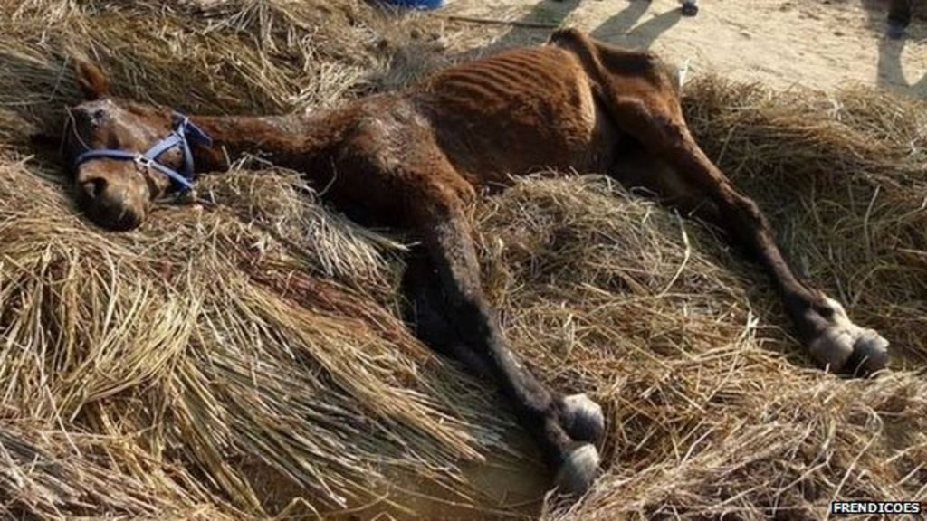 India starving horses rescued from Aligarh stud farm - BBC News