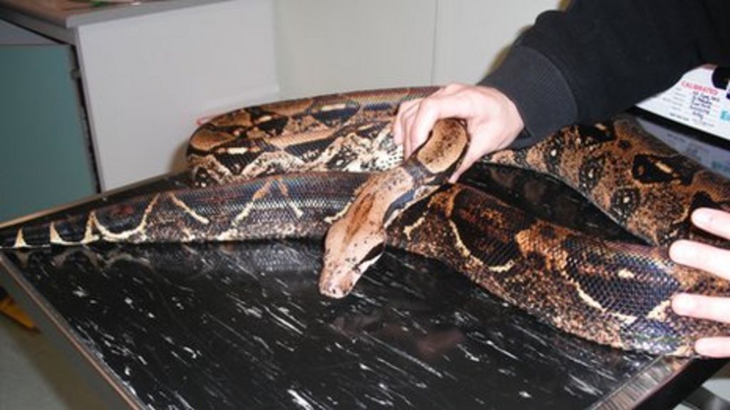 Six-foot-long snake found in West Lothian woods - BBC News