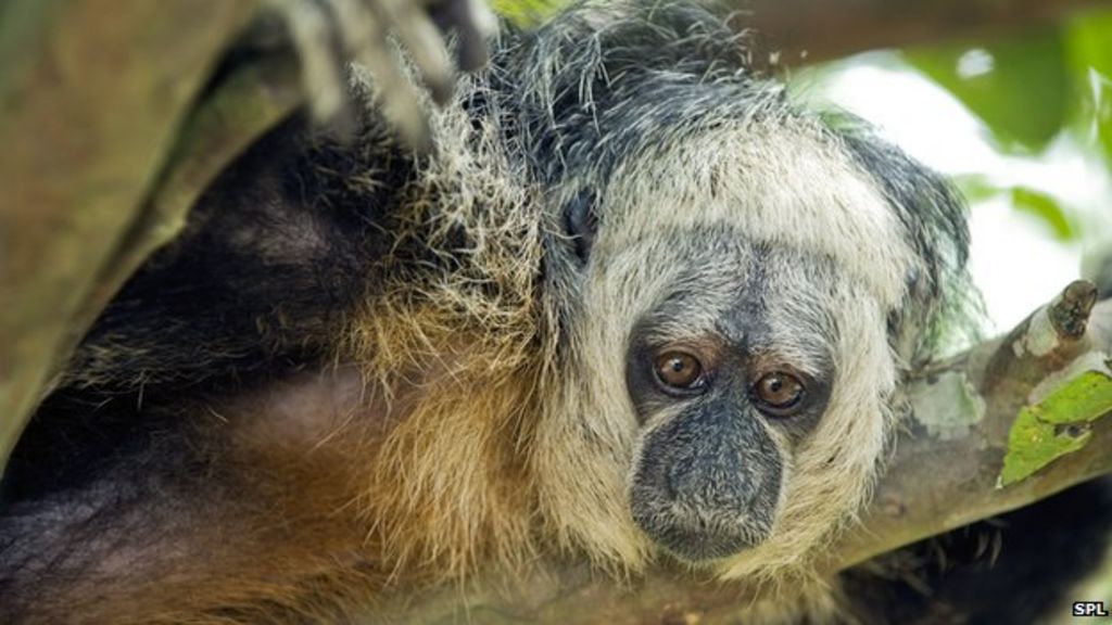 Fruit-mad South American monkeys eat 50 varieties a day - BBC News