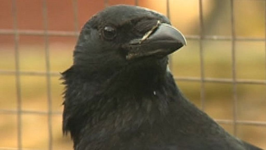 Russell the Crow returns to wild after recuperation - BBC News