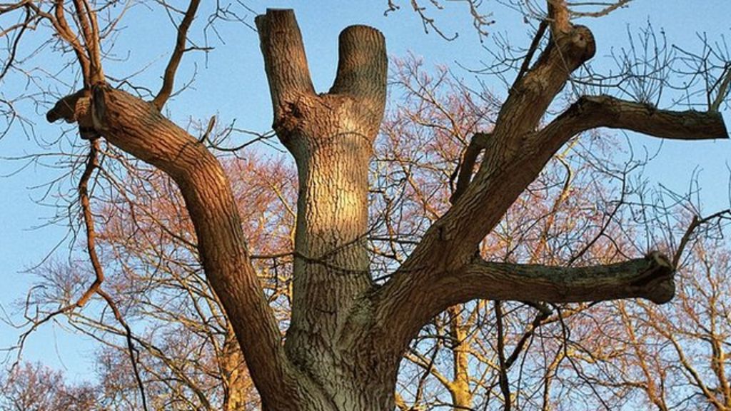 Norfolk How Hill 'Hitler's oak' Olympic gift saved - BBC News