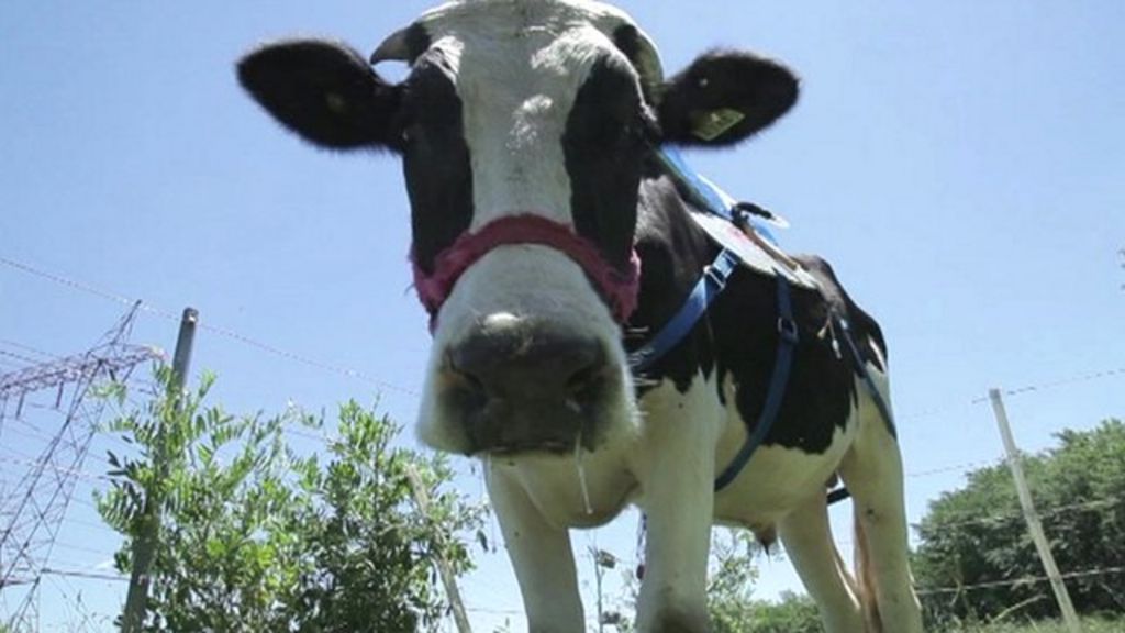 Scientists harness cows' 'burp-power' as alternative energy - BBC News