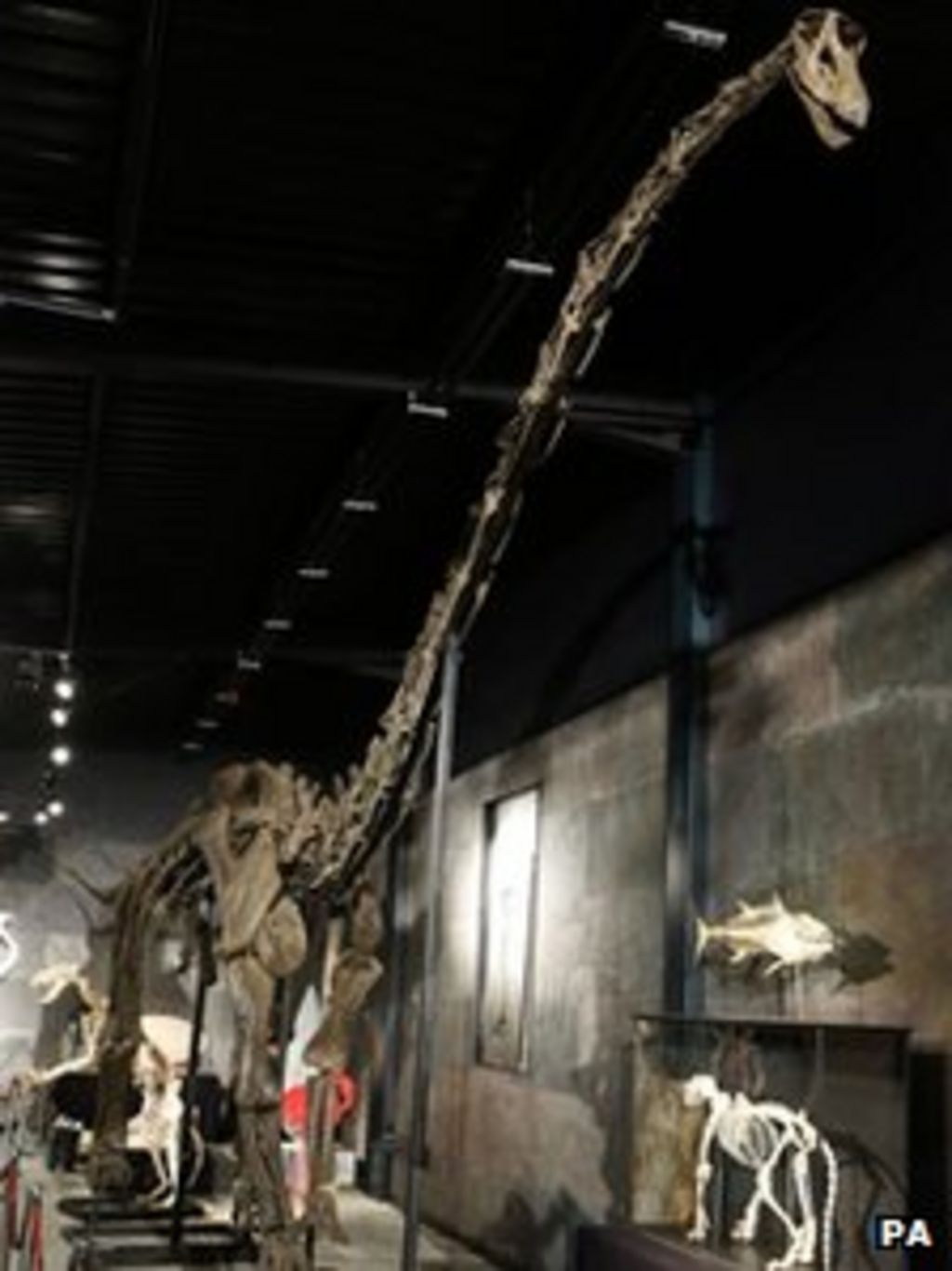 Wyoming diplodocus skeleton bought for Denmark museum - BBC News