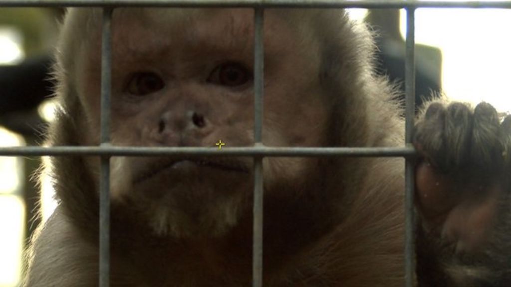 Treats making pet monkeys diabetic - BBC News