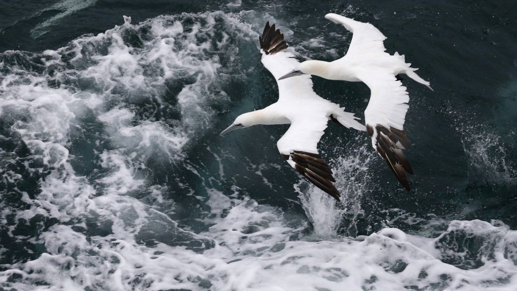 Gaga for guga: Ten things on Scottish island delicacy - BBC News