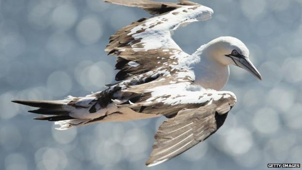 Gaga for guga: Ten things on Scottish island delicacy - BBC News