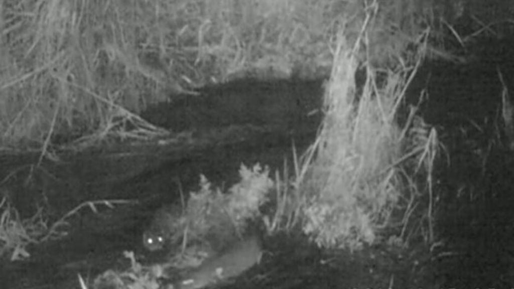 Film of family of otters in Cheshire's River Gowy released - BBC News