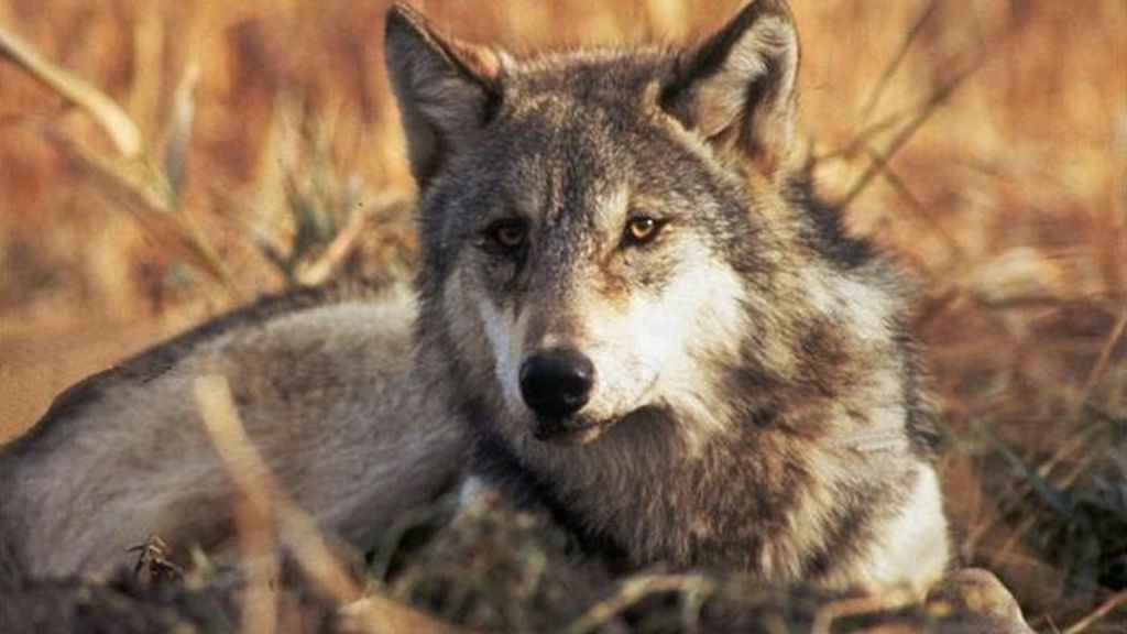 World's great predators in decline - BBC Newsround