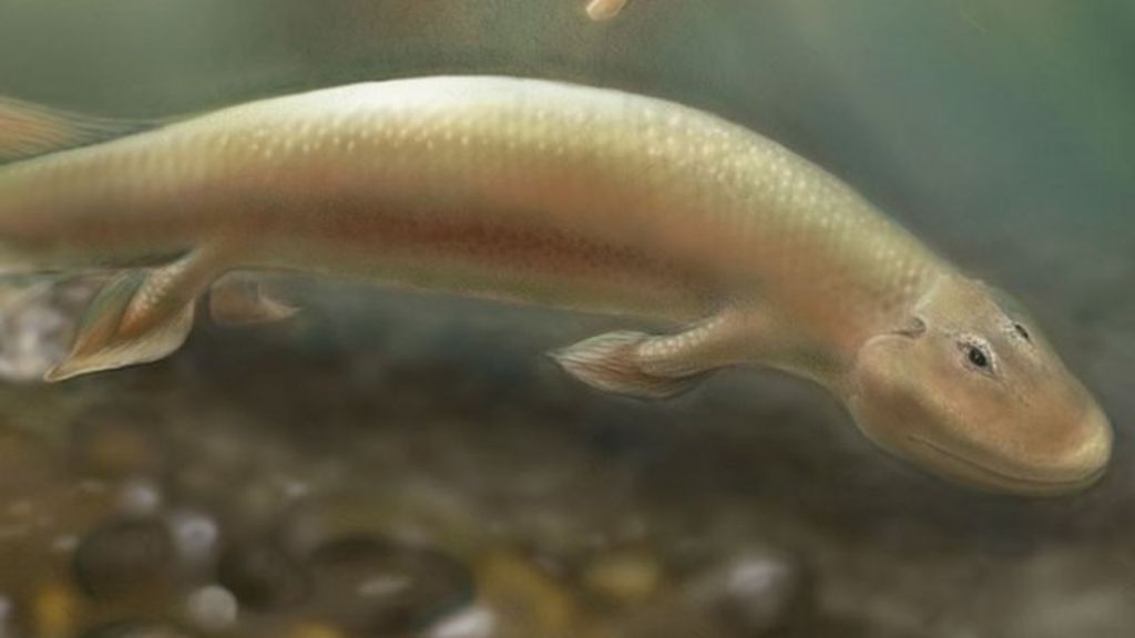 Tiktaalik: Iconic fossil's rear parts described - BBC News