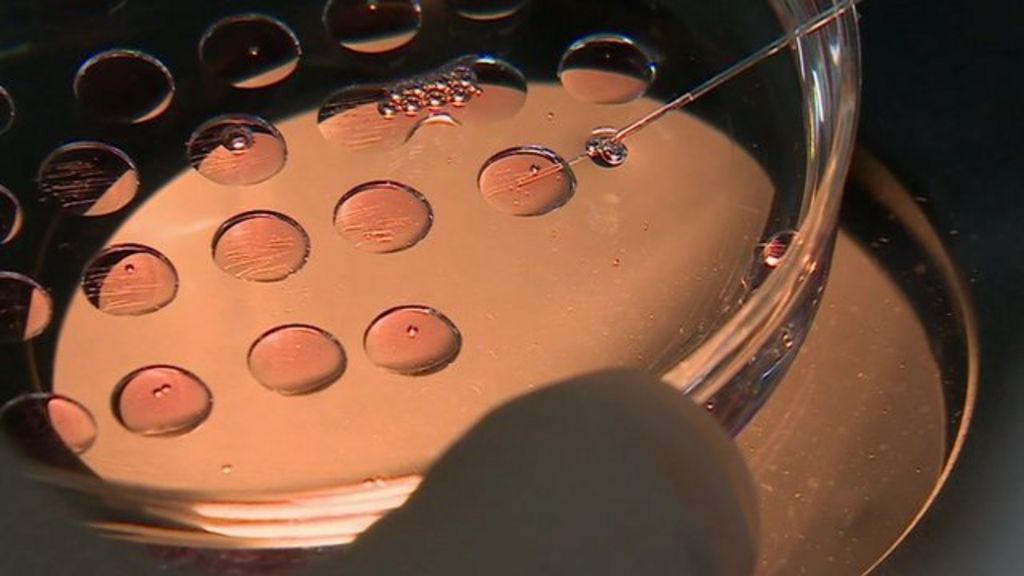 Inside China's animal cloning factory - BBC News