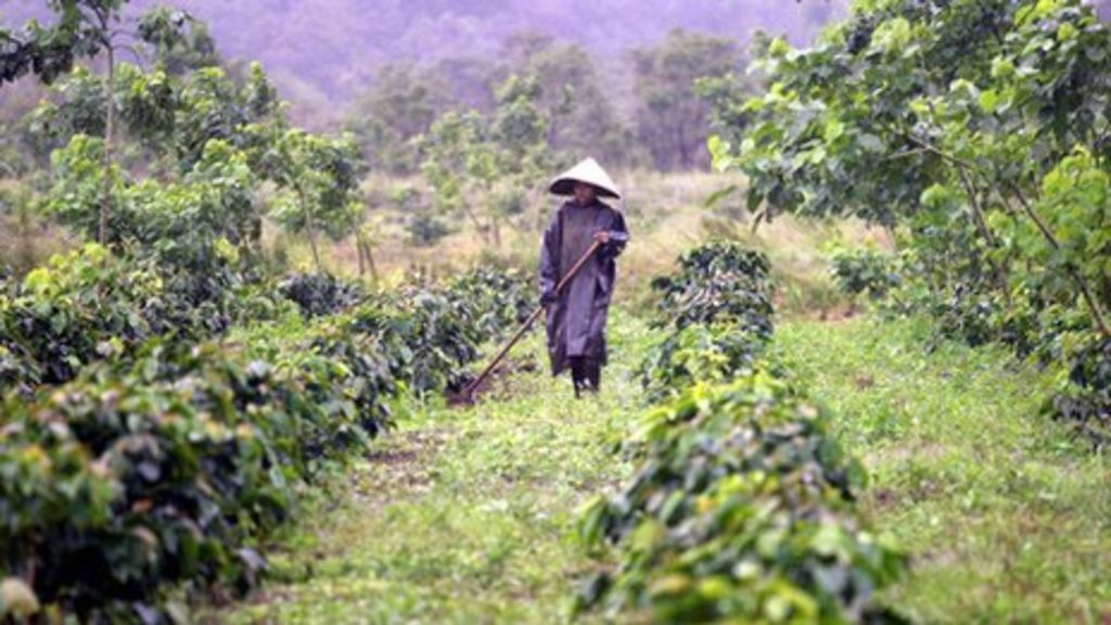 How Vietnam became a coffee giant - BBC News