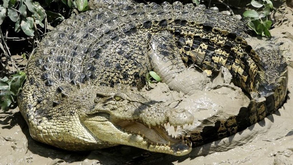 Crocodiles shot after boy snatched in northern Australia - BBC News