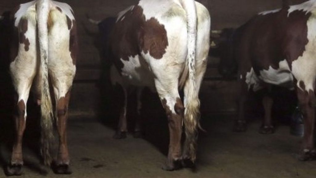 German cows cause methane blast in Rasdorf - BBC News