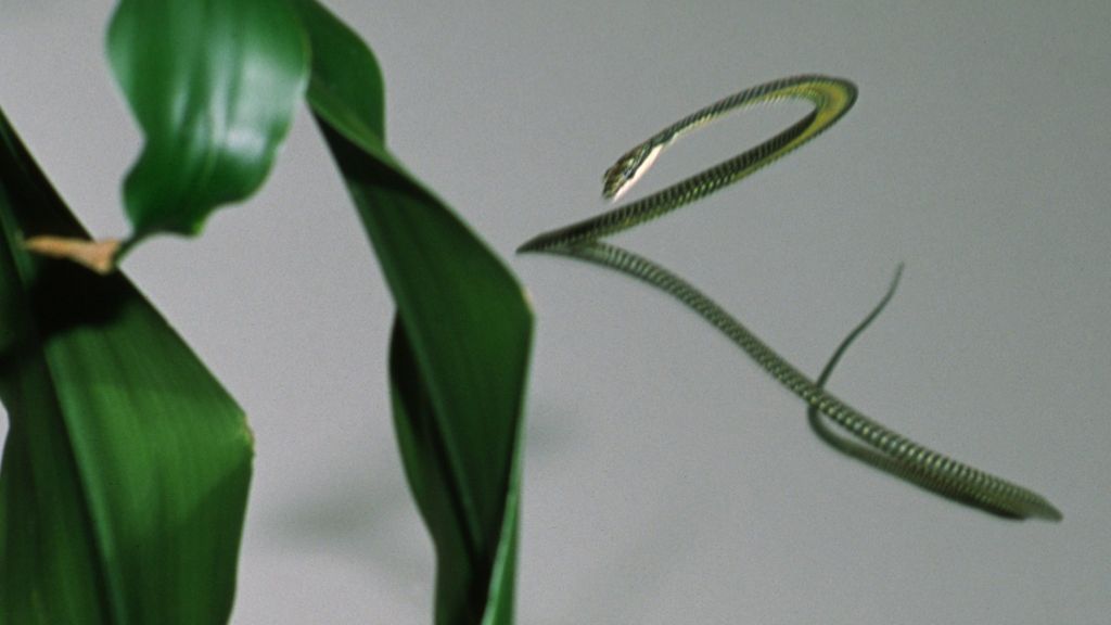 Secrets of flying snakes revealed - BBC News