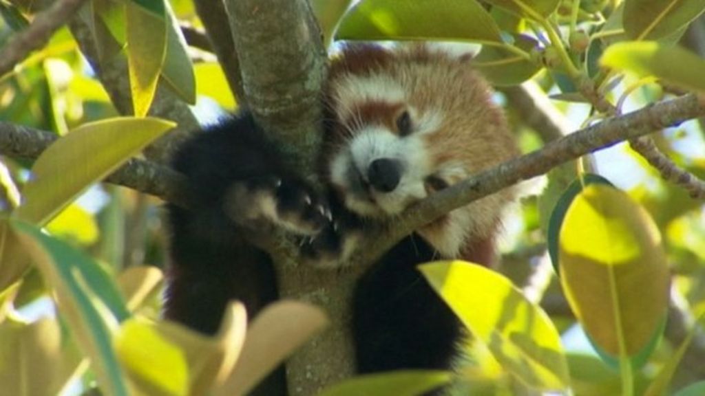 Watch: Red panda twins born in New Zealand - BBC Newsround