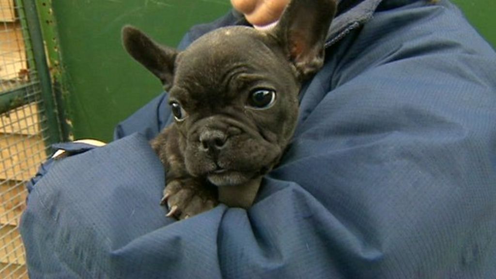 Dog smuggling into UK on increase - BBC News