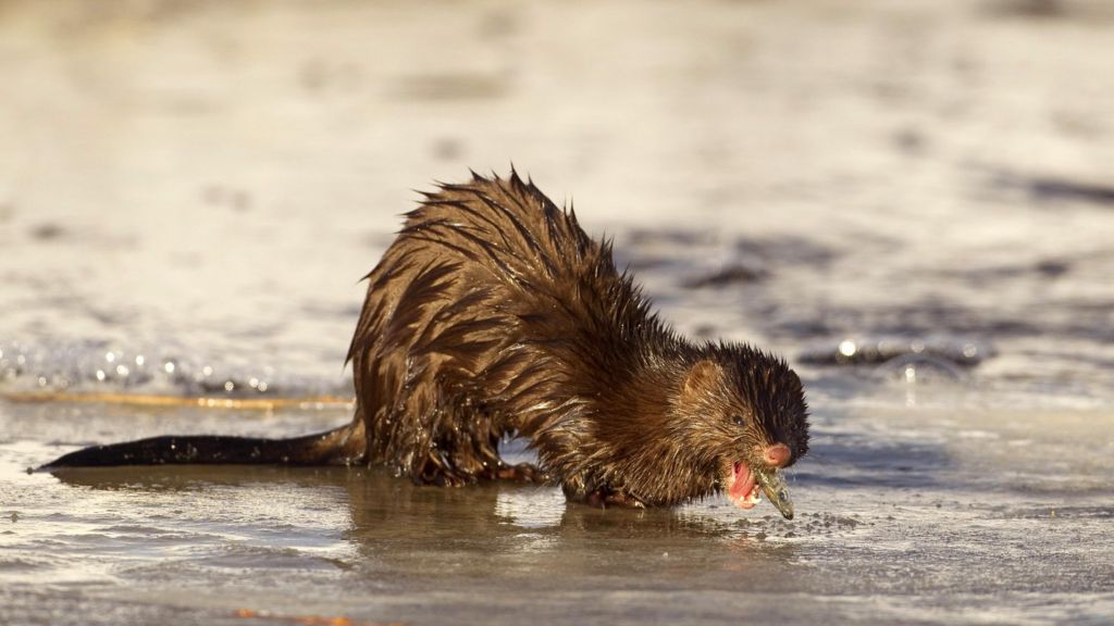 Mink text alerts aid predator cull on Western Isles - BBC News