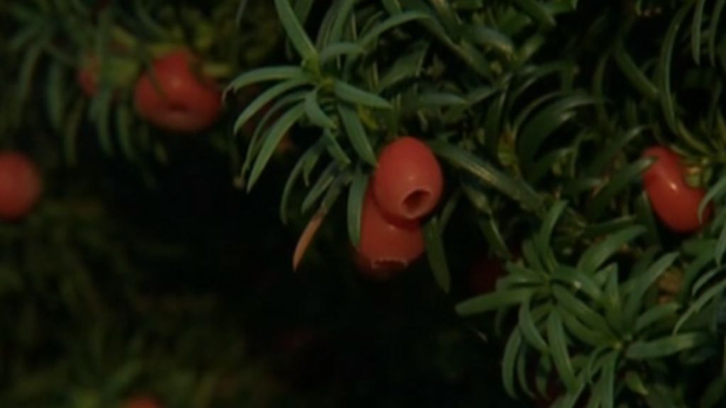 Ben Hines died after ingesting yew tree poison - BBC News