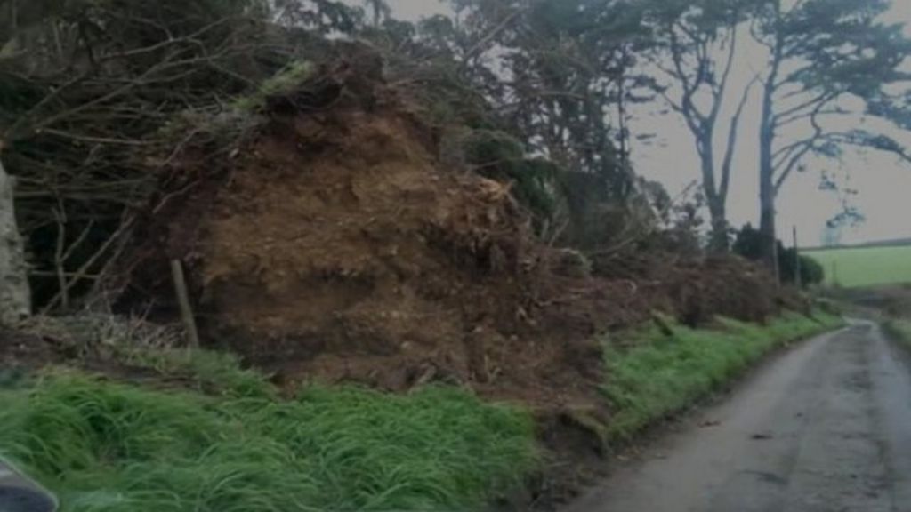Row of trees uprooted near Polperro, Cornwall - BBC News